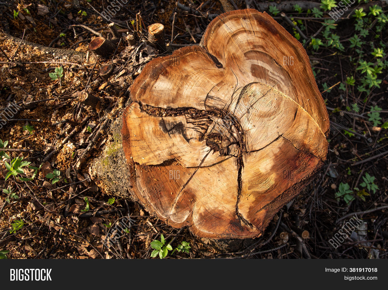 Old Felled Tree. Large Image & Photo (Free Trial) | Bigstock