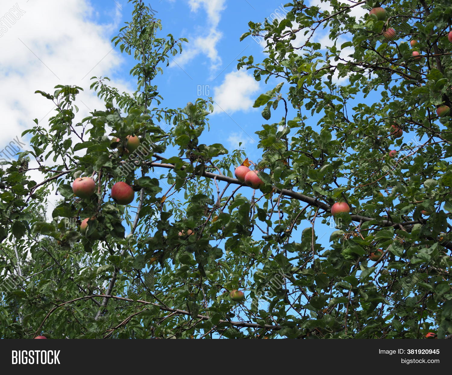 Organic Apples Hanging Image & Photo (Free Trial) | Bigstock