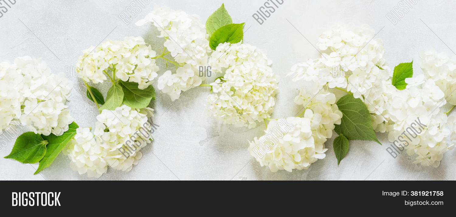 Fresh White Hydrangea Image & Photo (Free Trial) | Bigstock