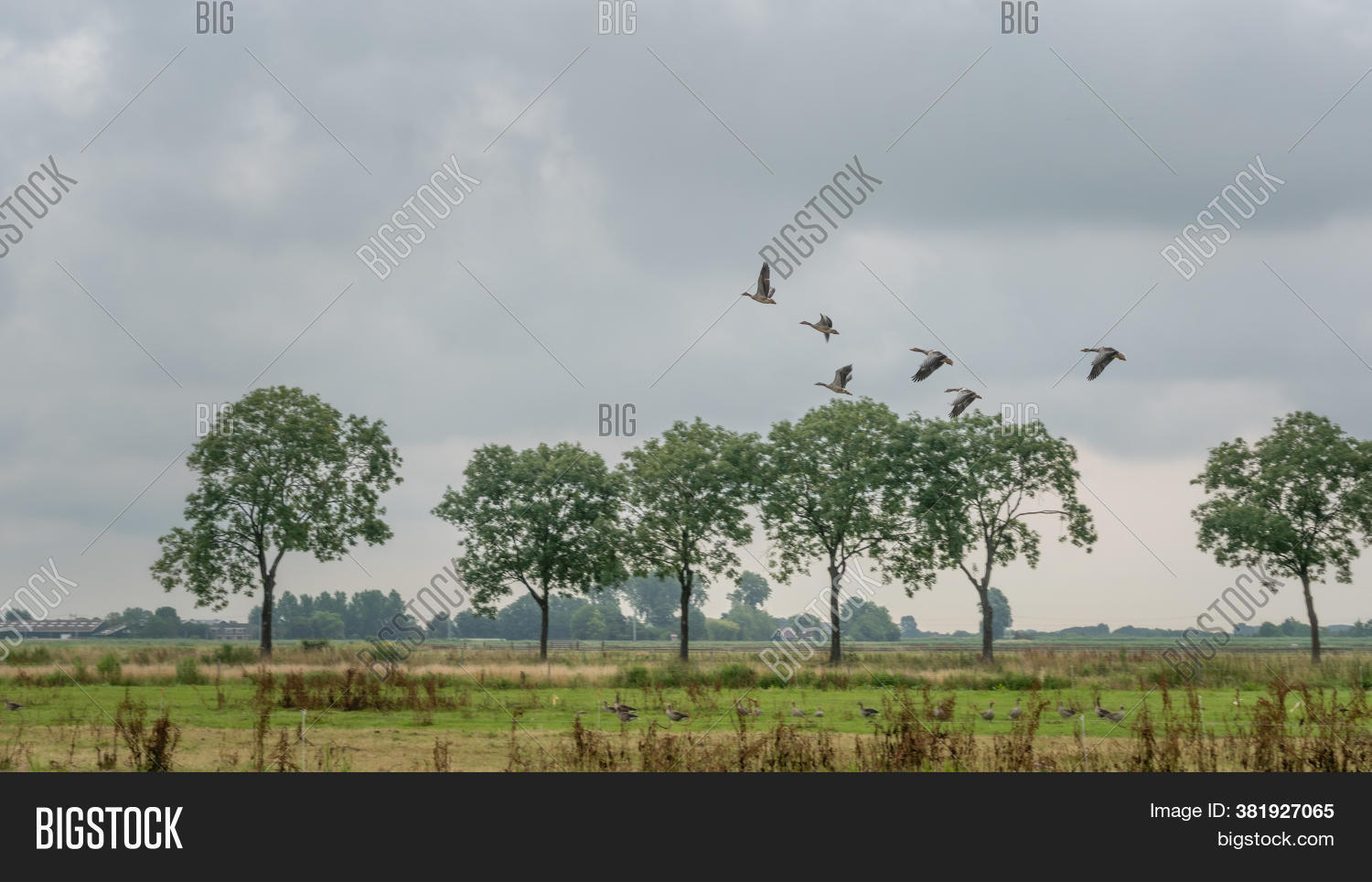 Group Op Geese Taking Image & Photo (Free Trial) | Bigstock