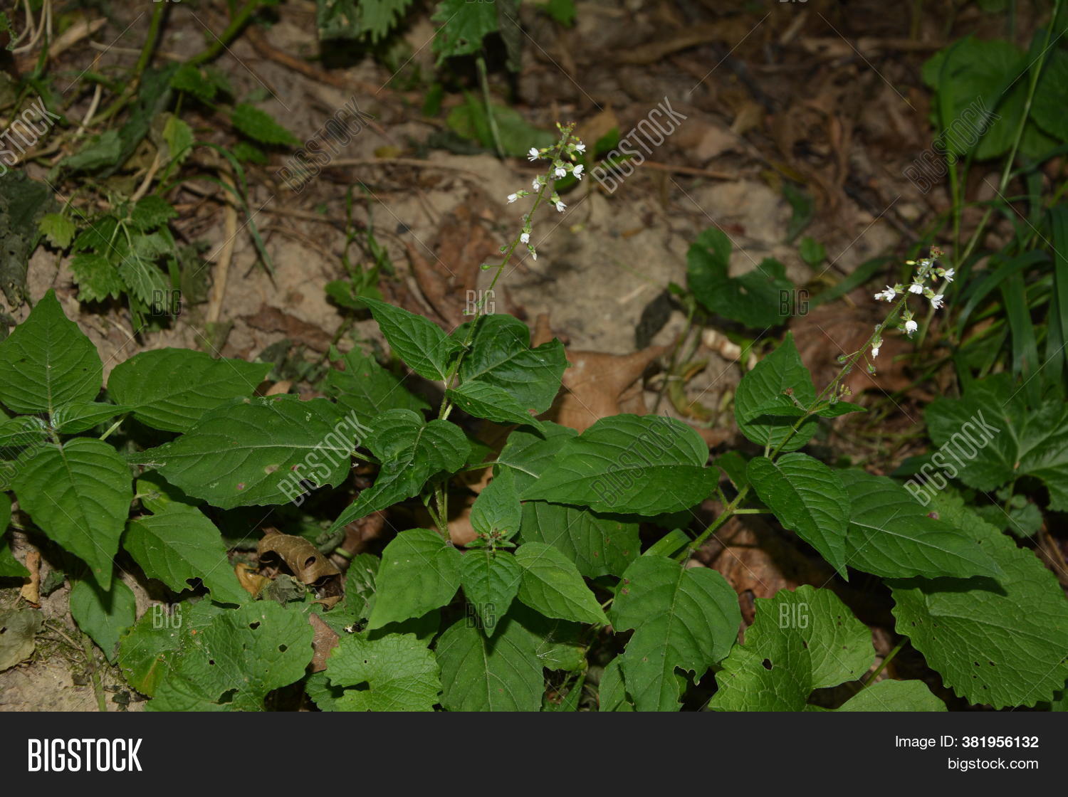 Circaea Lutetiana - Image & Photo (Free Trial) | Bigstock