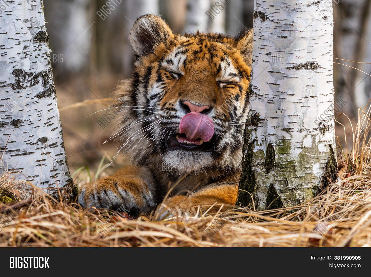 Siberian Tiger Running Image & Photo (Free Trial) | Bigstock