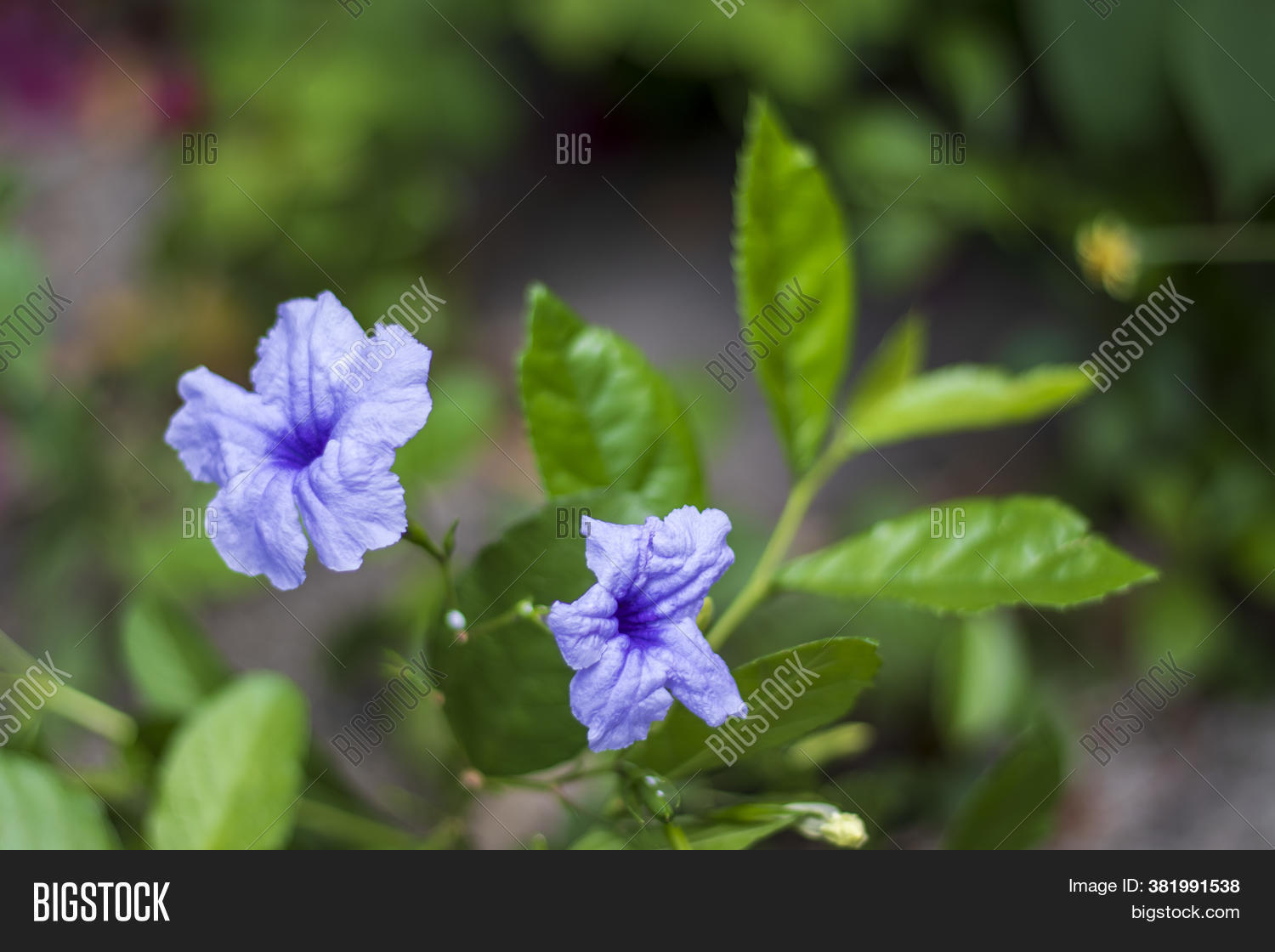 Fresh Purple Flowers Image & Photo (Free Trial) | Bigstock