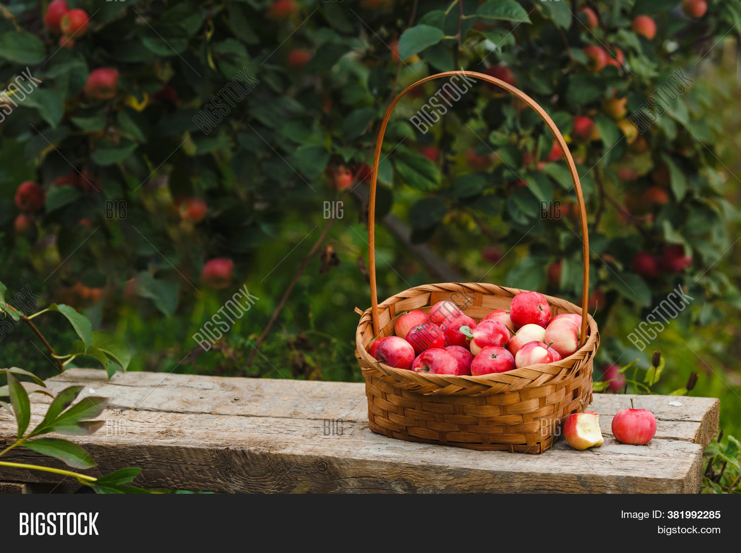 Just Picked Fruit. Image & Photo (Free Trial) | Bigstock