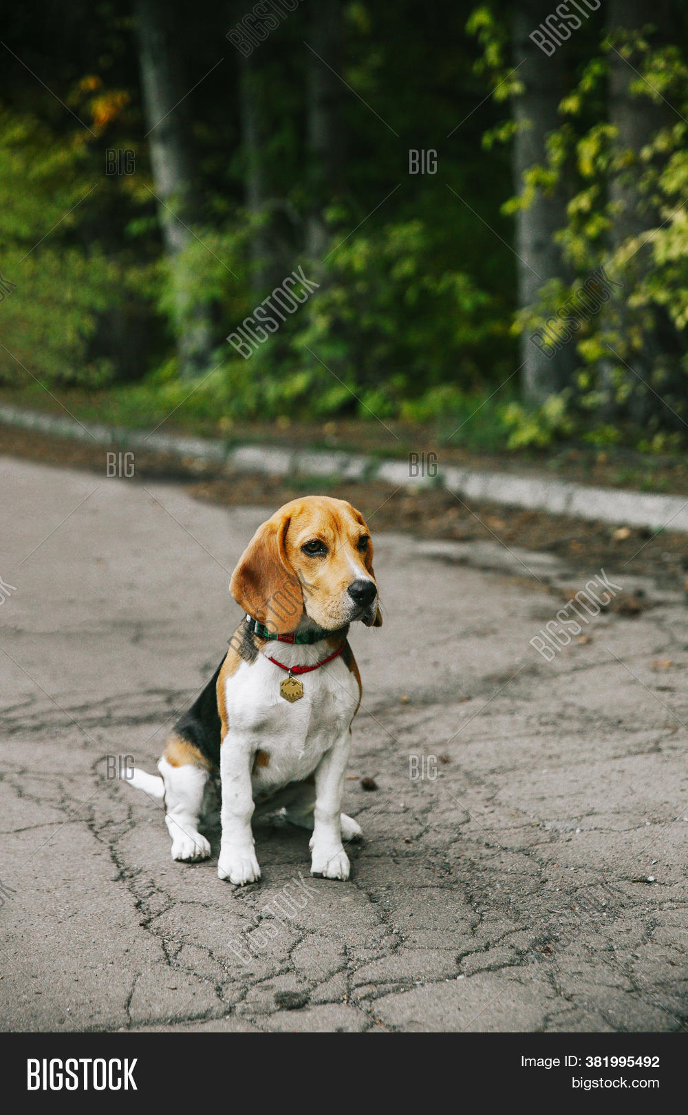Beagle Dog Puppy Walks Image & Photo (Free Trial) | Bigstock