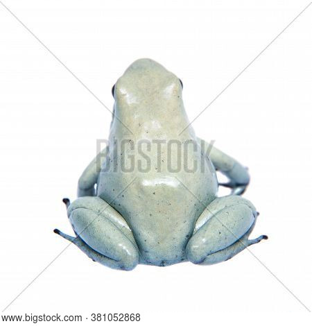 Mint Golden Poison Image & Photo (Free Trial) | Bigstock