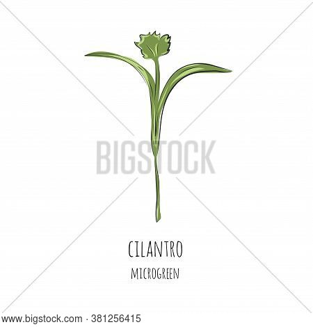 Hand Drawn Cilantro Vector & Photo (Free Trial) | Bigstock