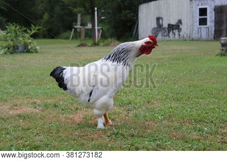 Rooster Crowing One Image & Photo (Free Trial) | Bigstock