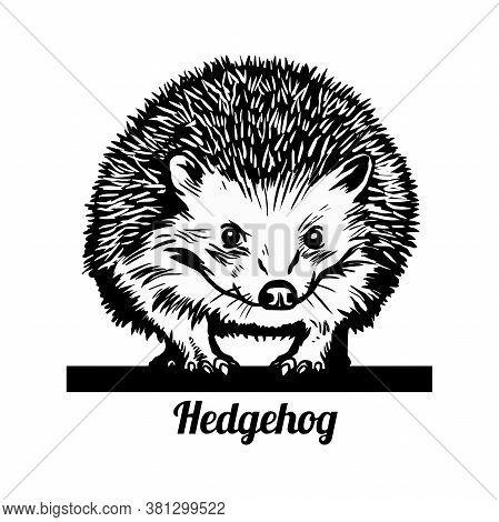 Hedgehog. Line Art. Vector & Photo (Free Trial) | Bigstock