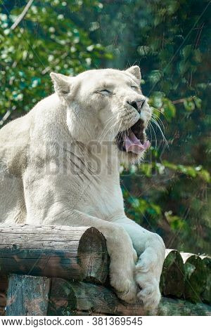 White Lioness Looking Image & Photo (Free Trial) | Bigstock