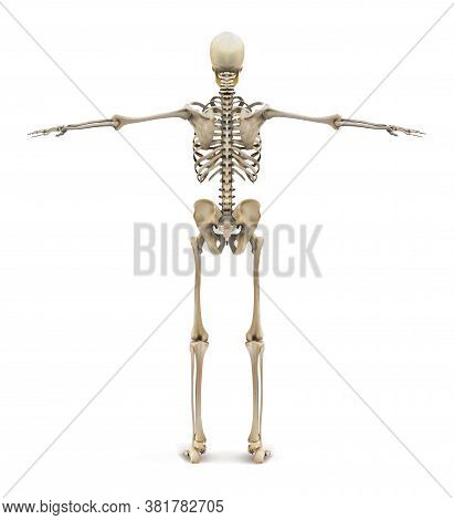 Skeleton Back. Human Vector & Photo (Free Trial) | Bigstock