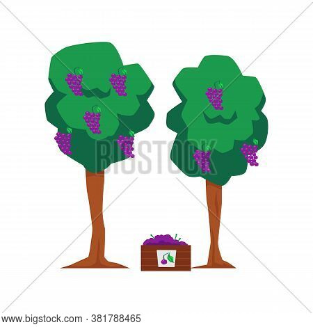 Cartoon Grape Trees Vector & Photo (Free Trial) | Bigstock