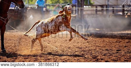 Calf Being Lassoed Image & Photo (Free Trial) | Bigstock