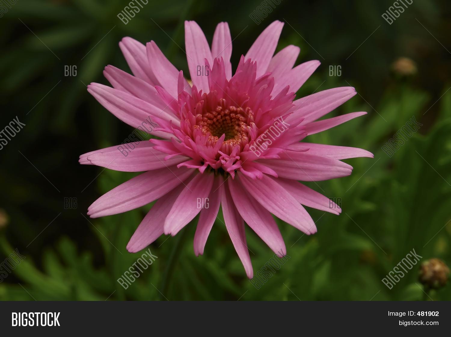 Pink Marigold Image & Photo (Free Trial) | Bigstock