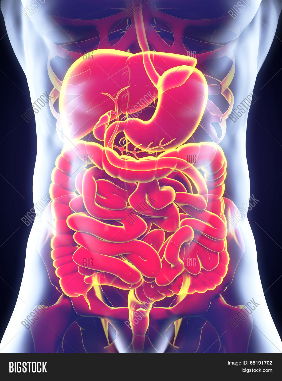 Human Digestive System Image & Photo (Free Trial) | Bigstock