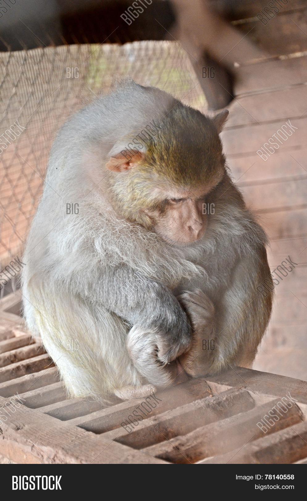 Sad Monkey Image & Photo (Free Trial) | Bigstock