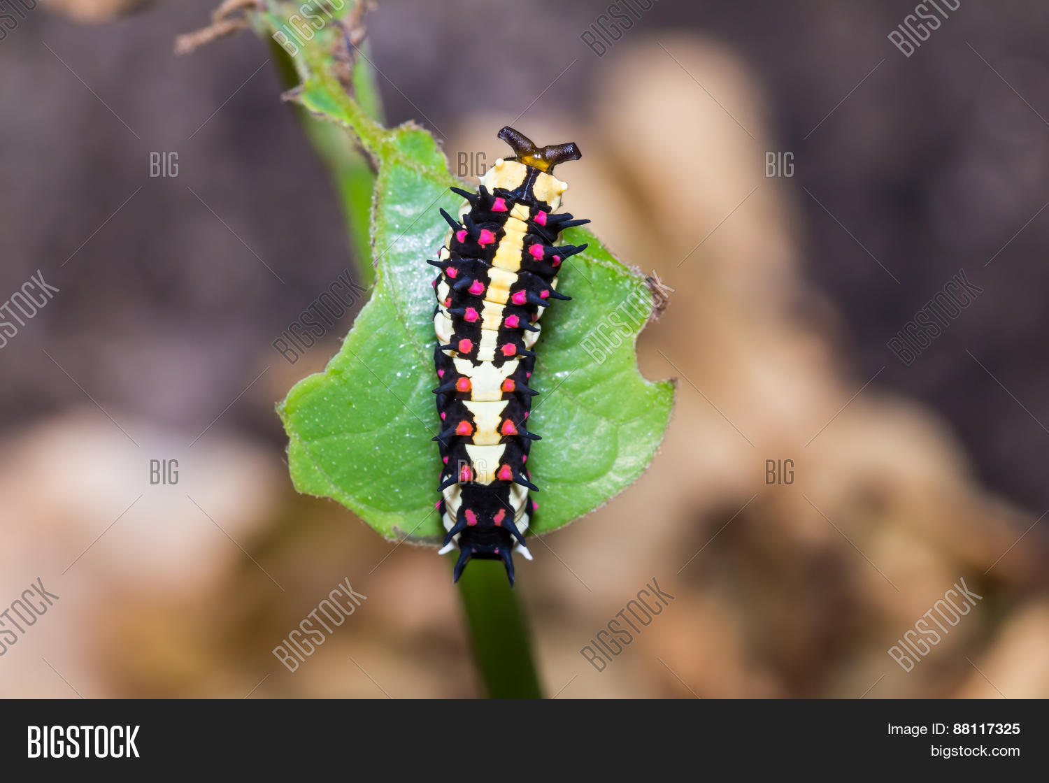 Common Mime Image & Photo (Free Trial) | Bigstock