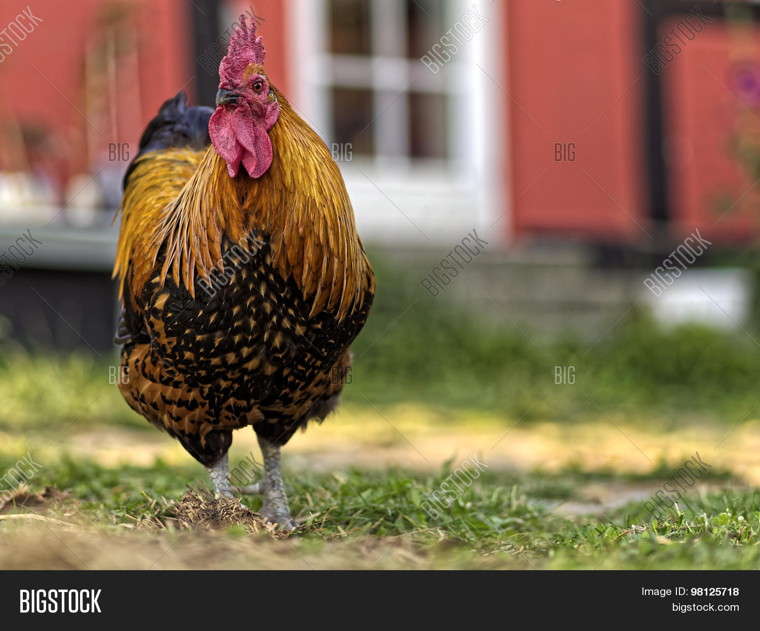 Danish Country Hen Image & Photo (Free Trial) | Bigstock