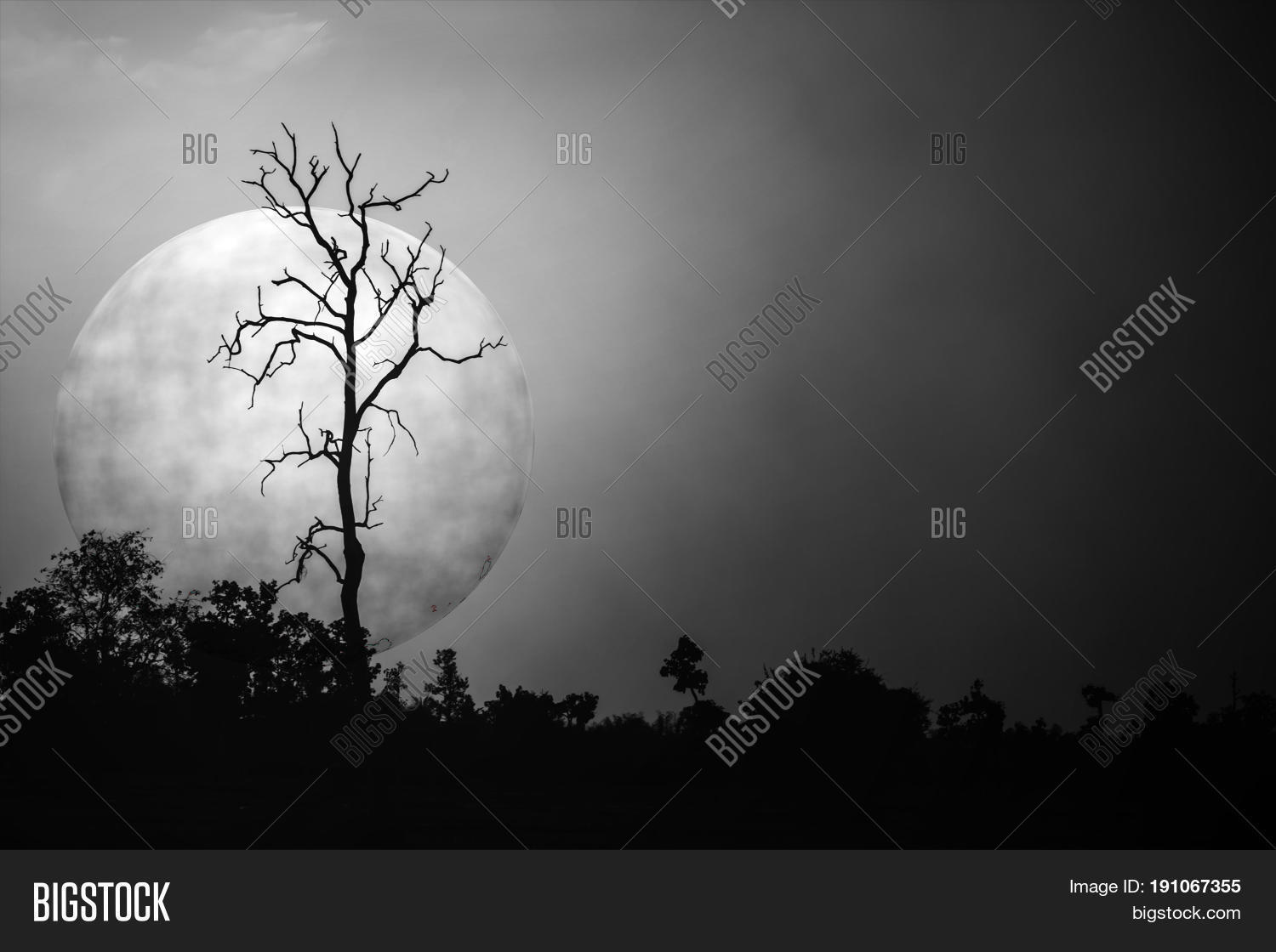 Scary Trees At Night