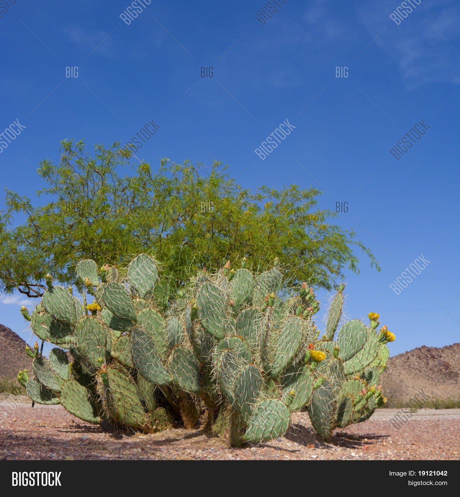 Nopal Cactus Arizona Image & Photo (Free Trial) | Bigstock