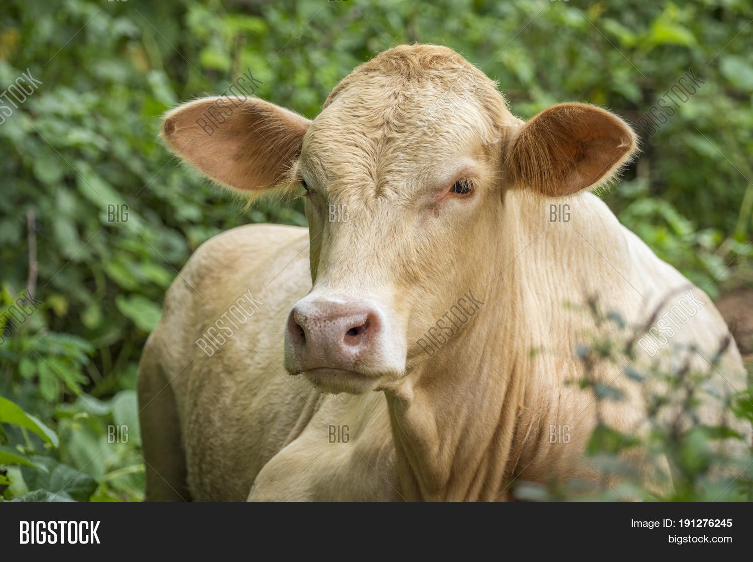 Image Brown Cow On Image & Photo (Free Trial) | Bigstock