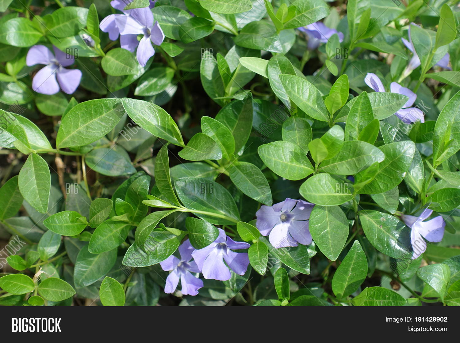 Flowering Vinca Minor Image & Photo (Free Trial) | Bigstock