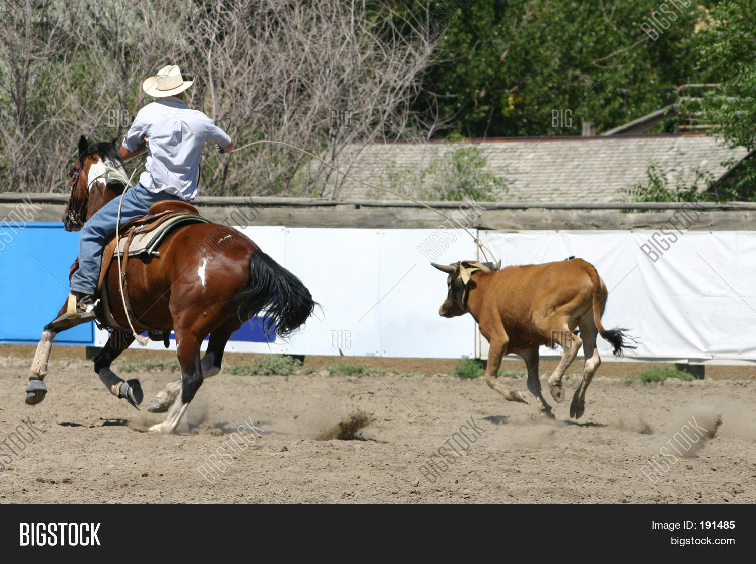 Calf Roping Image & Photo (Free Trial) | Bigstock