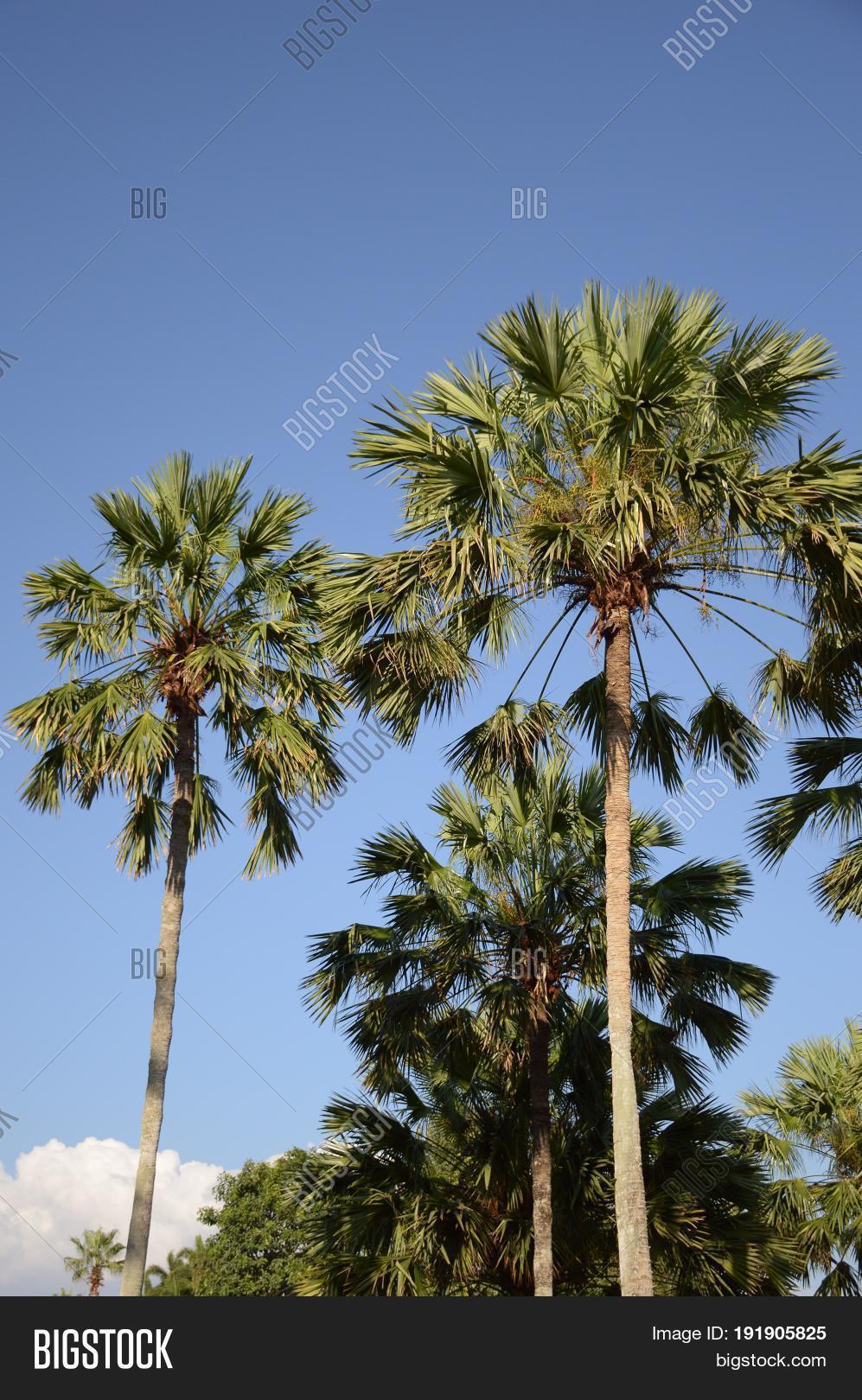 Close Areca Catechu Image & Photo (Free Trial) | Bigstock