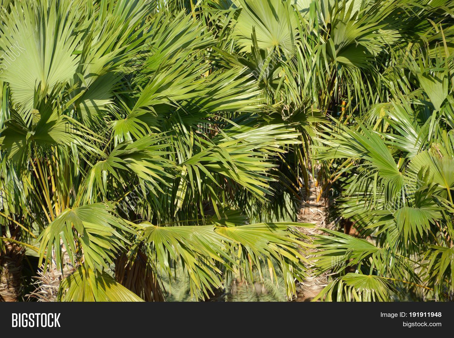 Fresh Green Areca Image & Photo (Free Trial) | Bigstock