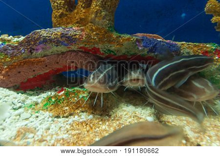 Exotic Marine Animals Image & Photo (Free Trial) | Bigstock