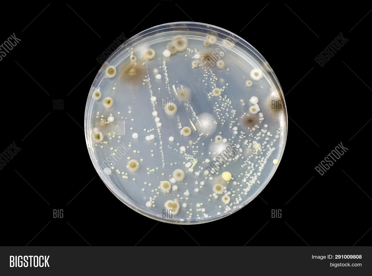 Colonies Different Image & Photo (Free Trial) | Bigstock