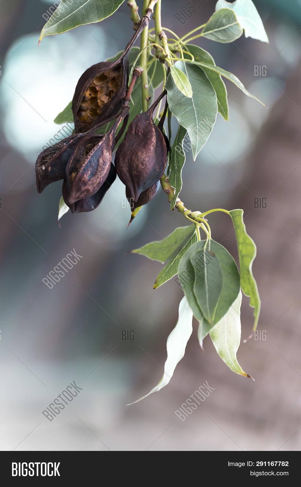 Seed Pods Hanging On Image & Photo (Free Trial) | Bigstock