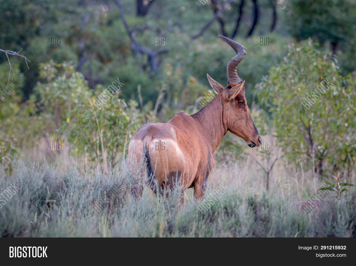 Red Hartebeest Image & Photo (Free Trial) | Bigstock