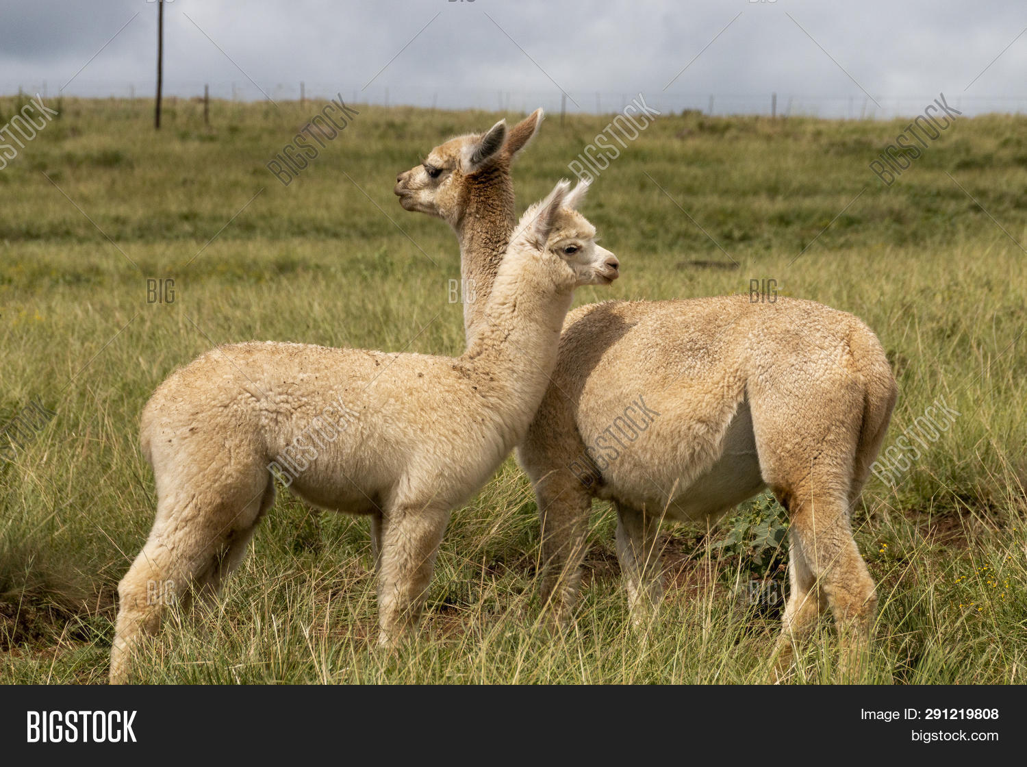 Close View Two Alpaca Image & Photo (Free Trial) | Bigstock