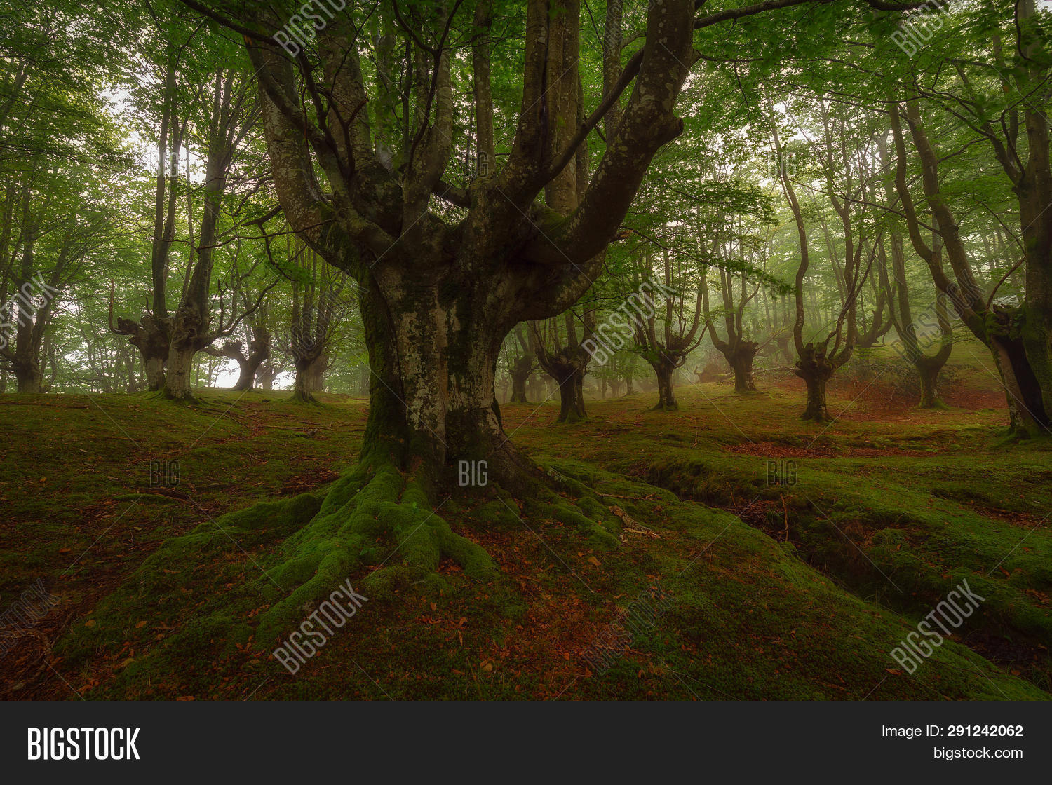 Beech Forest Natural Image & Photo (Free Trial) | Bigstock