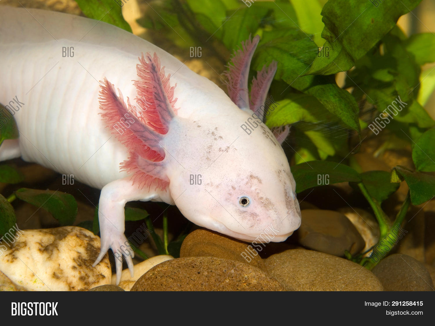 Underwater Axolotl Image & Photo (Free Trial) | Bigstock