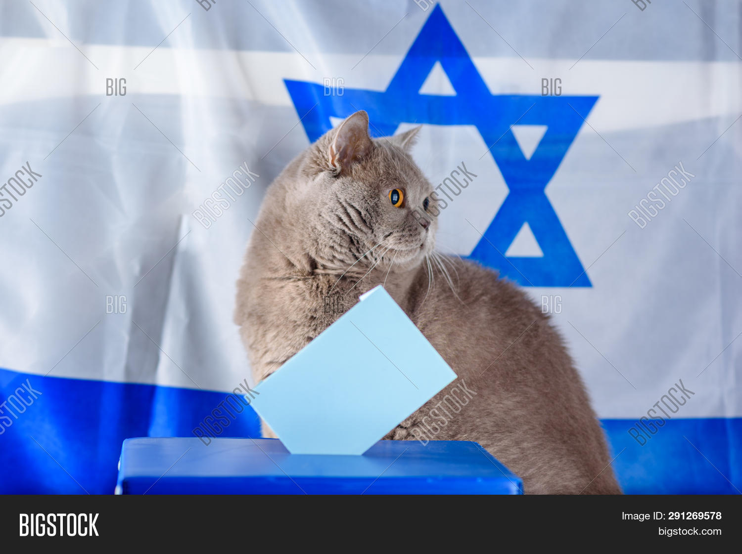 Cute Cat, Vote Box Image & Photo (Free Trial) | Bigstock