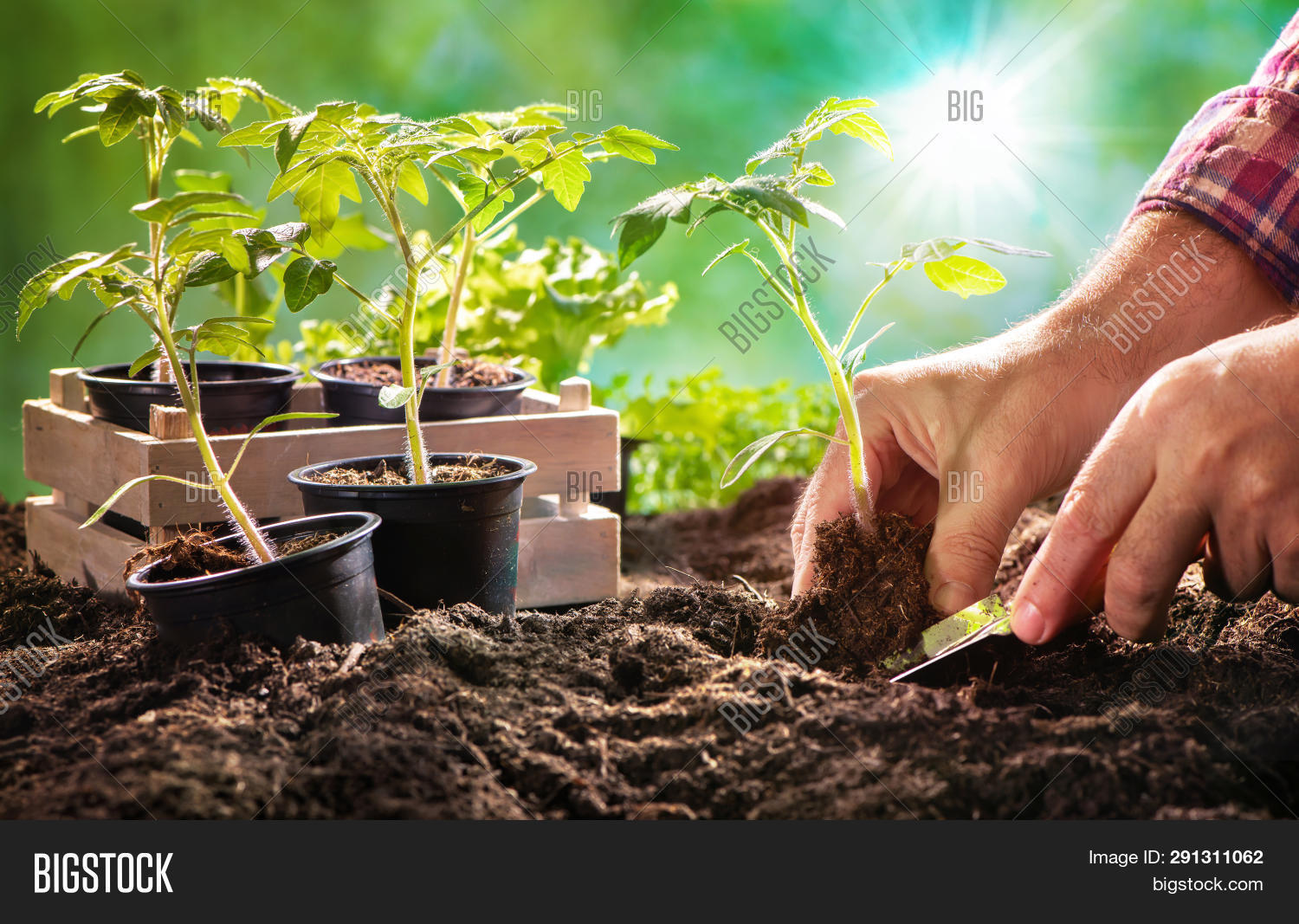Farmer Planting Image & Photo (Free Trial) | Bigstock