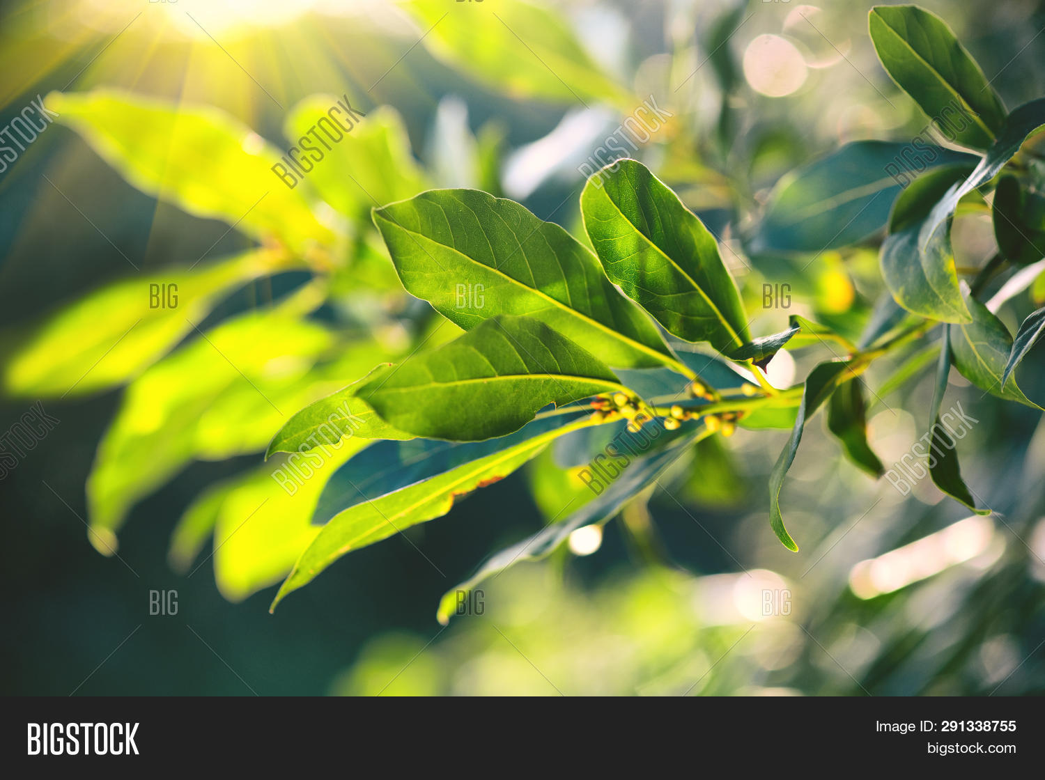 Laurel Plant Growing Image & Photo (Free Trial) | Bigstock
