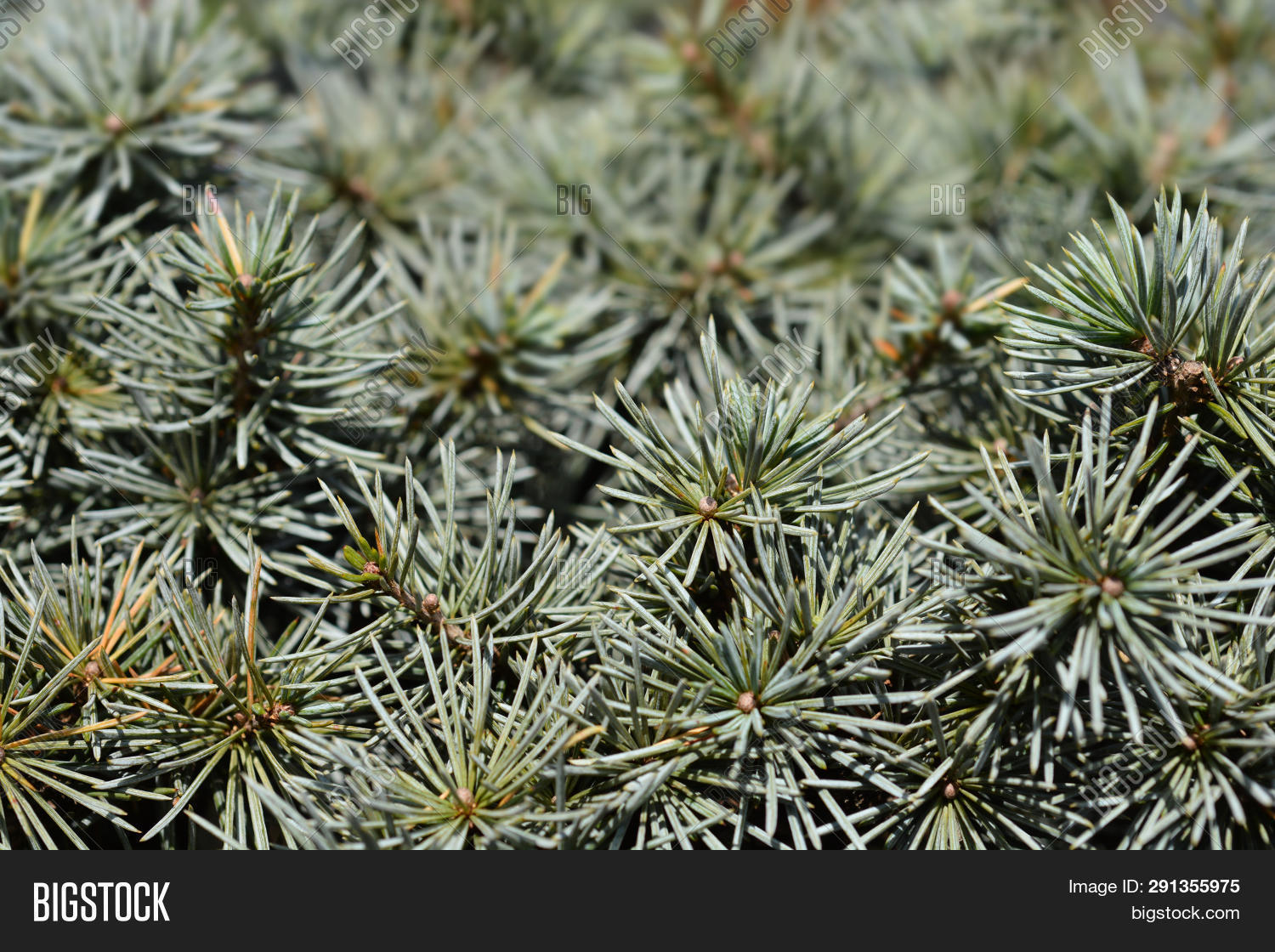 Blue Cedar - Latin Image & Photo (Free Trial) | Bigstock