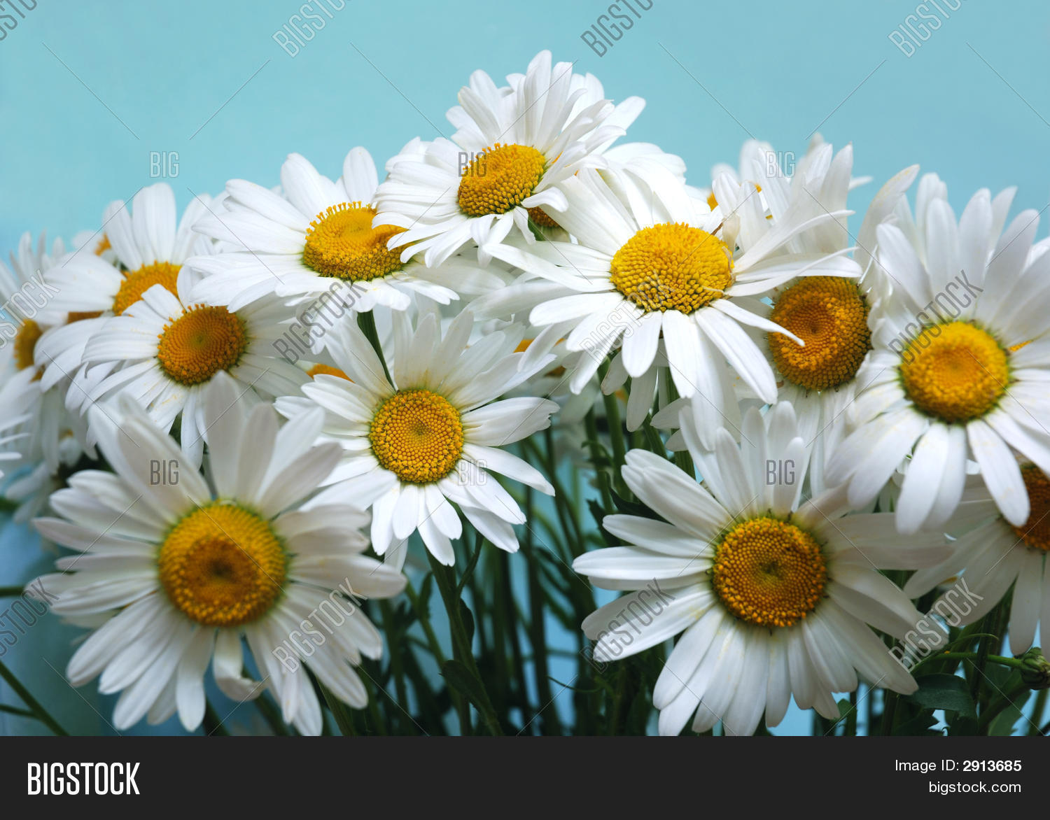 Bunch Daisy Flowers Image & Photo (Free Trial) | Bigstock