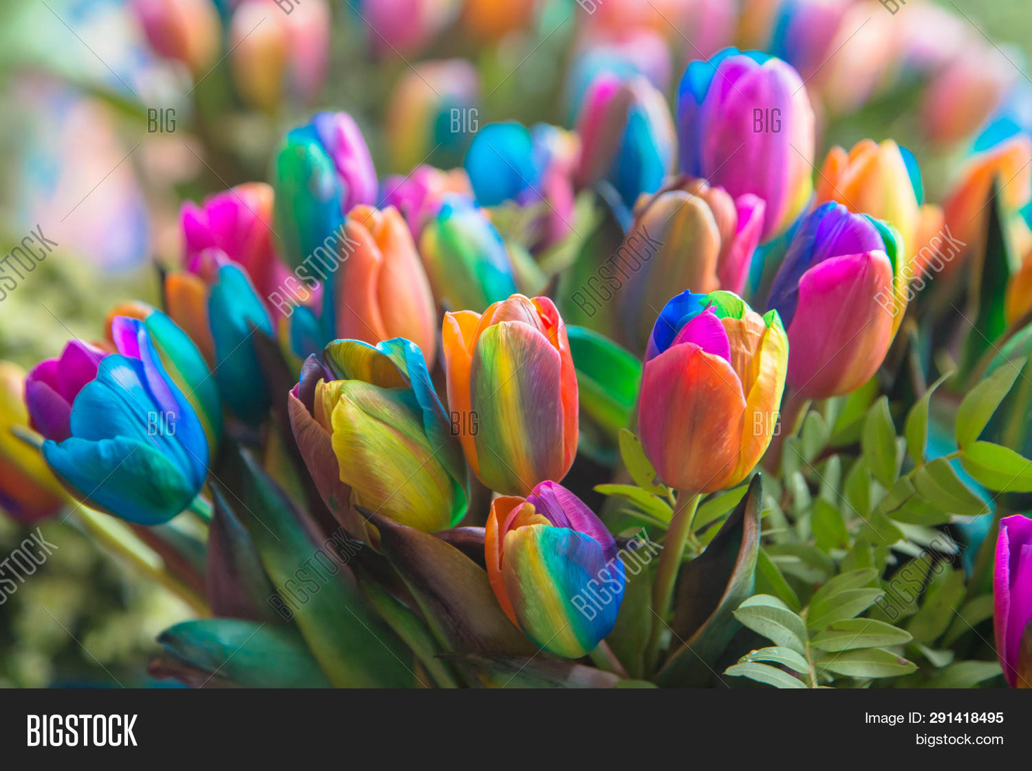 Rainbow Spring Flowers Image & Photo (Free Trial) | Bigstock