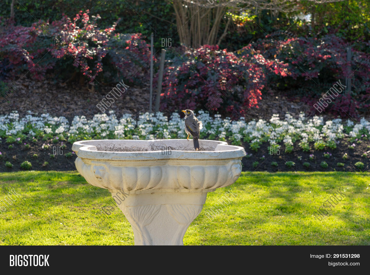 Bird Stands On Edge Image & Photo (Free Trial) | Bigstock