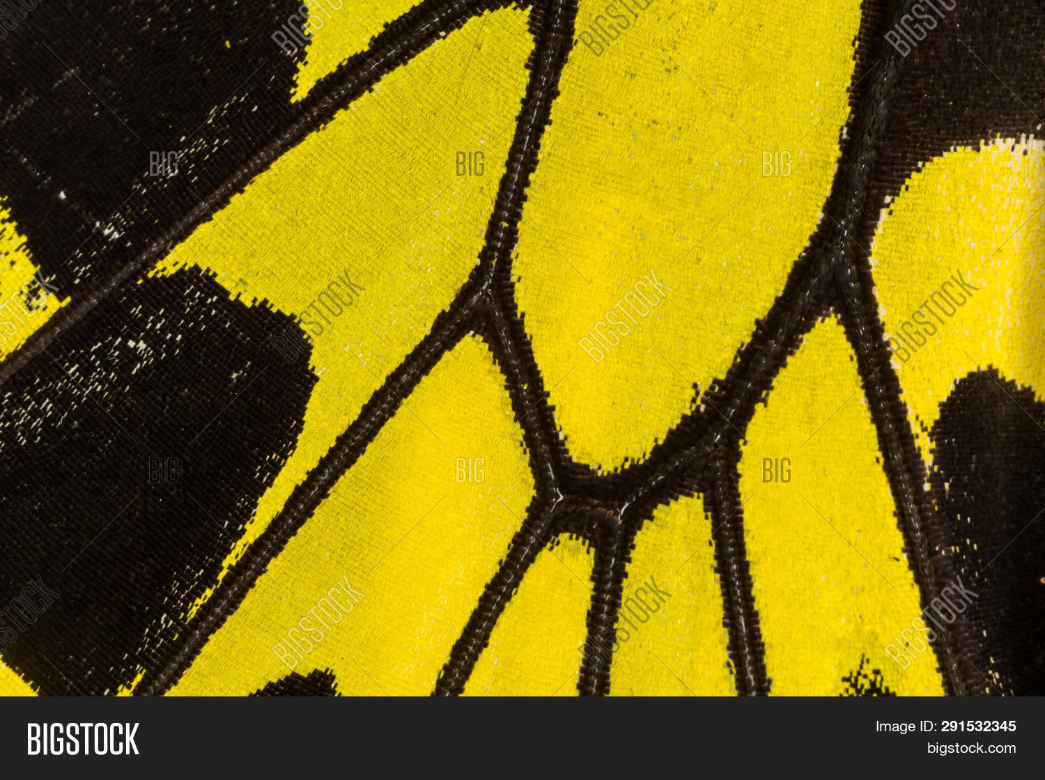 Butterfly Wing Texture Image & Photo (Free Trial) | Bigstock