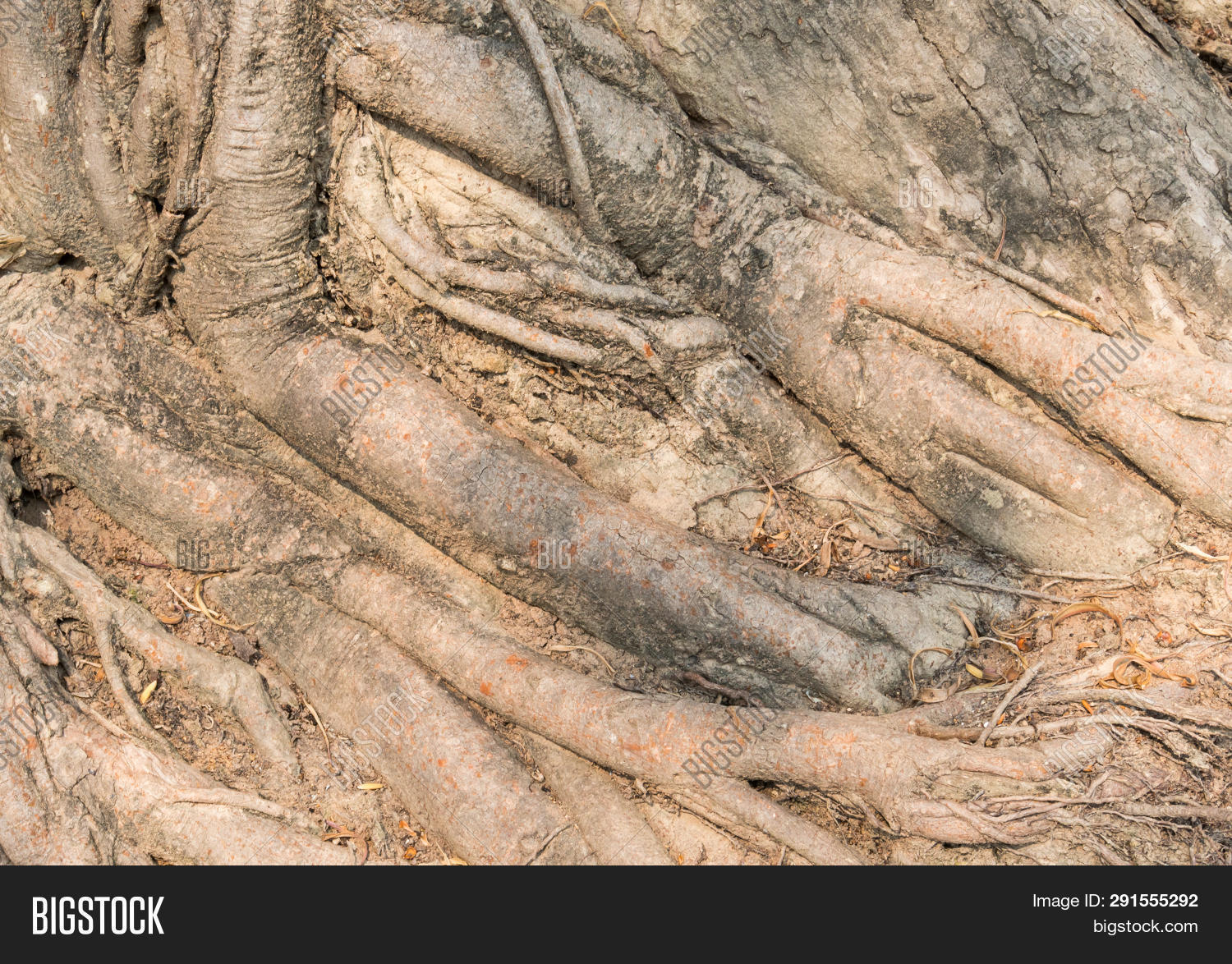 Old Tree Roots Image & Photo (Free Trial) | Bigstock