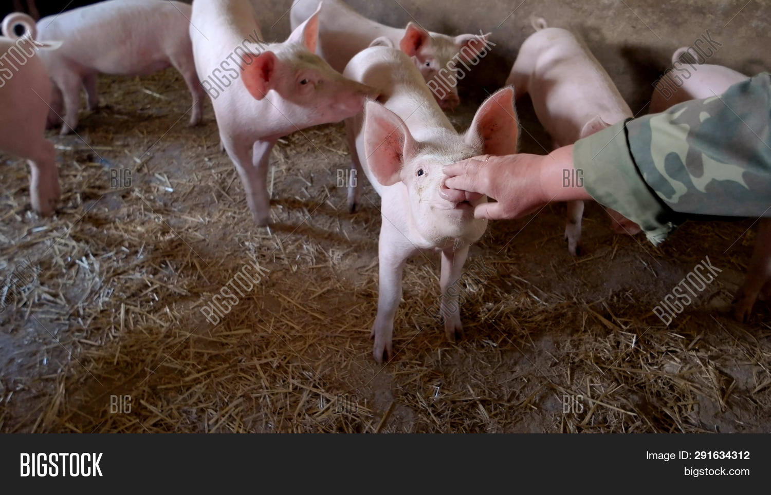 Hand Touches Hogs Nose Image & Photo (Free Trial) | Bigstock