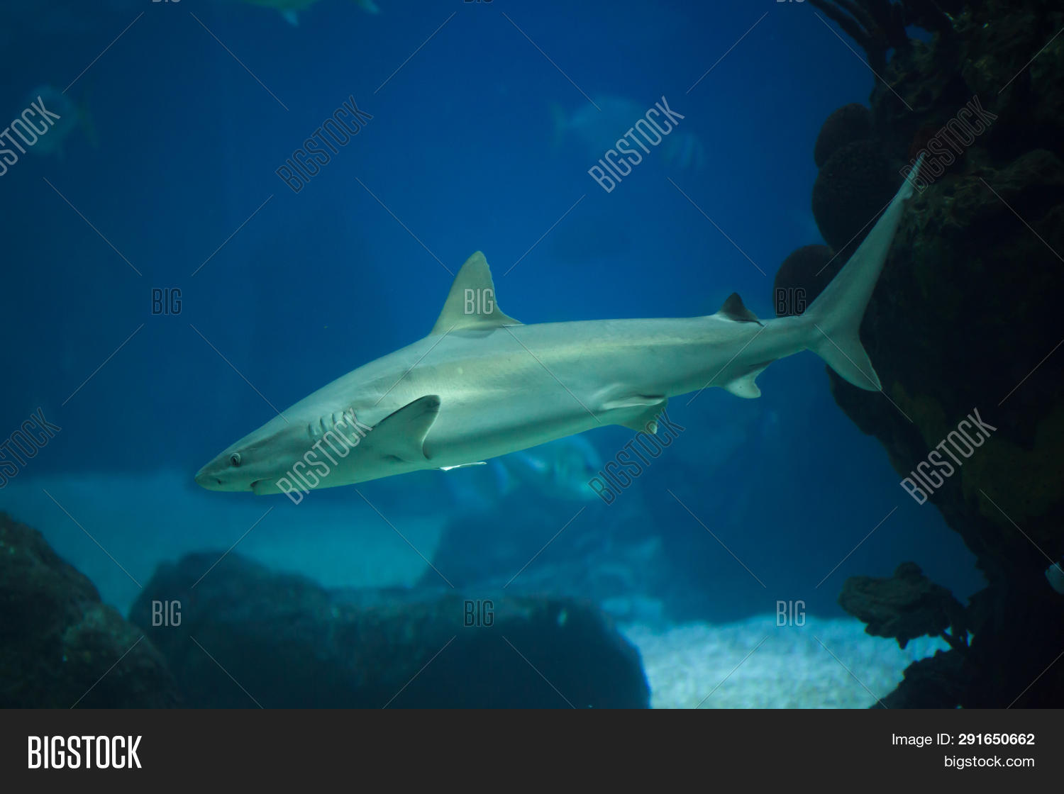 Sandbar Shark ( Image & Photo (Free Trial) | Bigstock