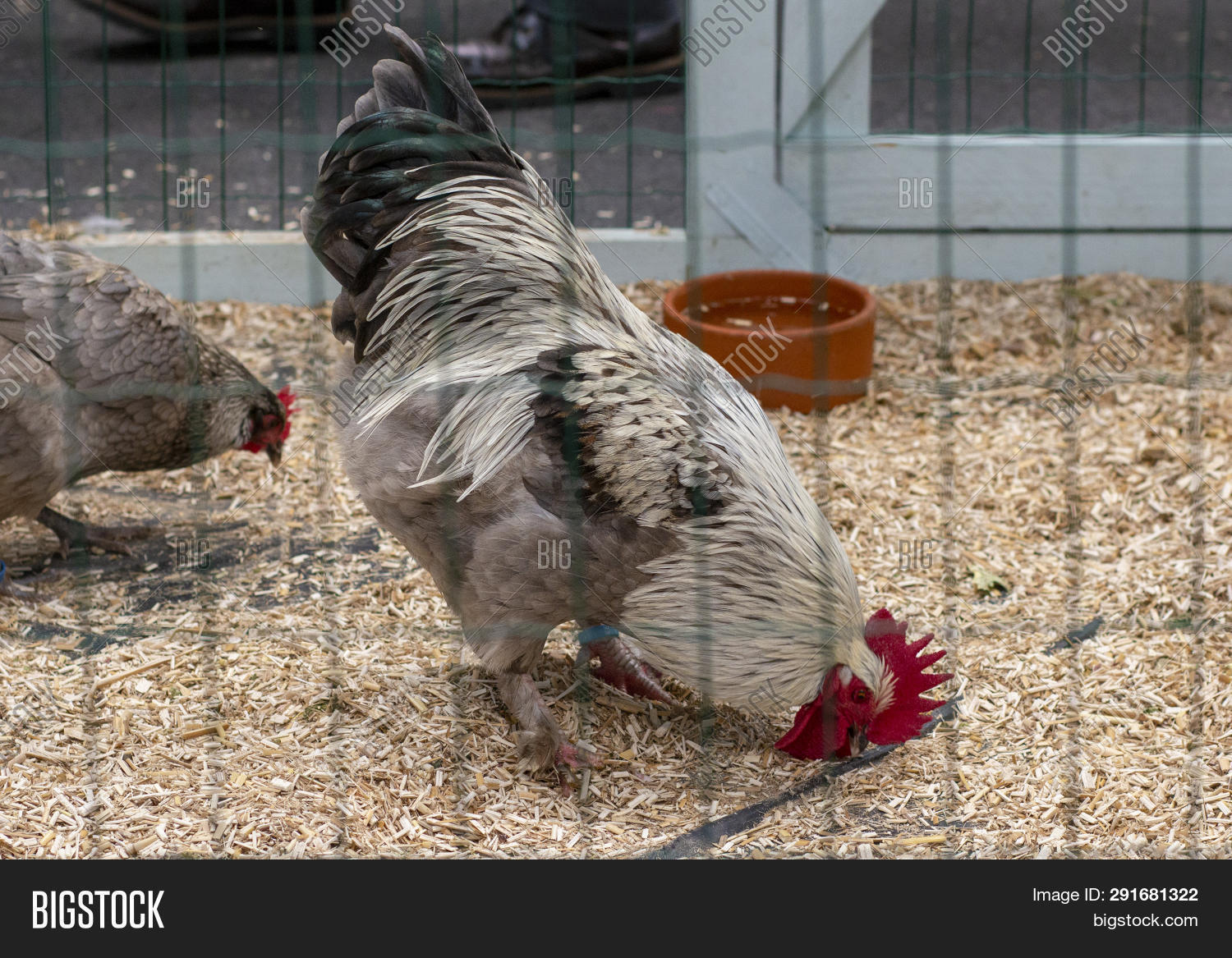 Pit Chicken Peck Cage Image & Photo (Free Trial) | Bigstock