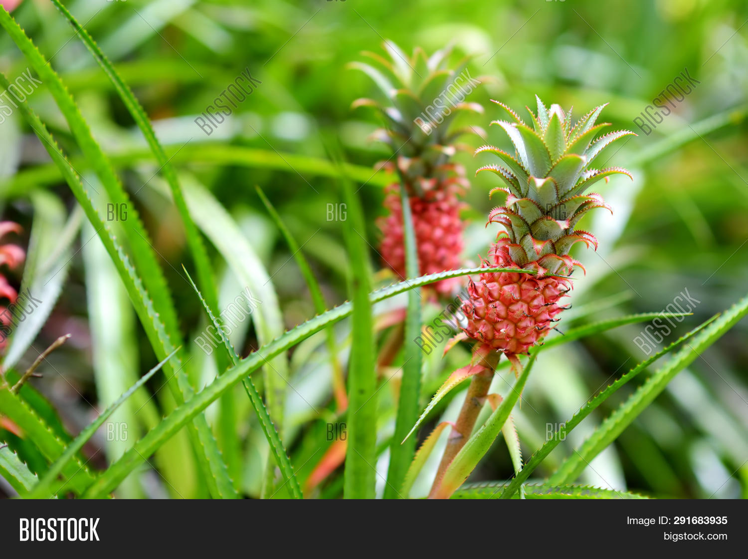 Beautiful Dwarf Image & Photo (Free Trial) | Bigstock
