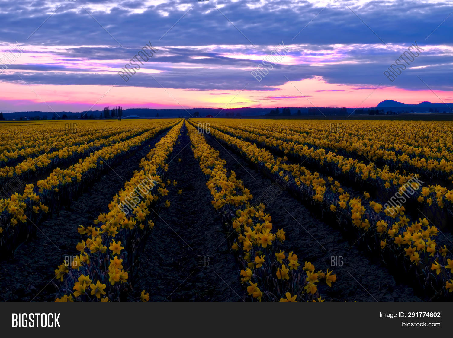 Daffodil Fields Bloom Image & Photo (Free Trial) | Bigstock